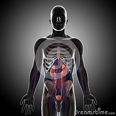 Front View Of Human Urinary System In Gray X-ray Stock Illustration ...