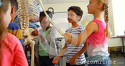 Multi-ethnic School Kids Fixing Skeleton Model in Classroom at School ...