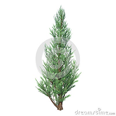 Front View Of Plant Juniper 1 Tree White Background 3D Rendering ...