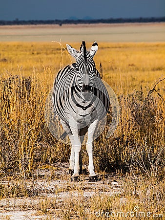 Front View Of Zebra Stock Photos - Image: 35052913