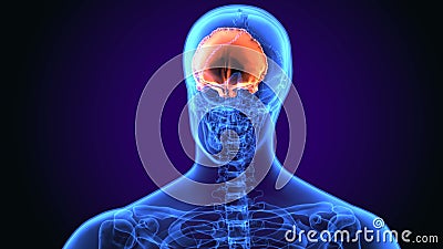3d Illustration of Human Body Frontal Bone Anatomy Stock Footage ...