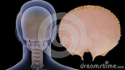 Human Skeleton Skull Bone - Frontal Stock Video - Video of cartilages ...