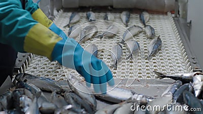 Frozen Fish are Getting Cleaned by the Staff of Factory. Transporting ...