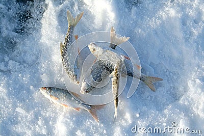 Frozen Fish On Ice Stock Images - Image: 3896624