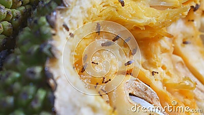 Fruit fly swarm jackfruit stock footage. Video of beautiful - 84801748