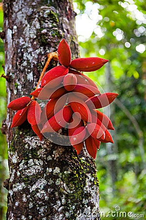 Fruit Of The Kalumpang Tree In The Rainforest Discovery Centre In ...