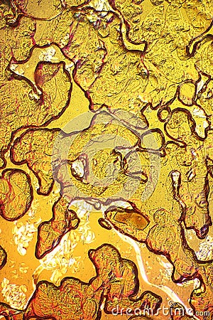 Fruit Pulp Under Microscope Stock Photography | CartoonDealer.com #50411480