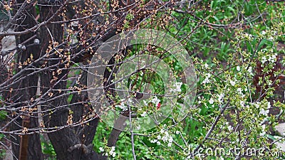 Fruit Tree - Half Blooms and Half Dried Stock Footage - Video of ...