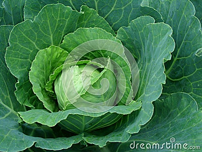 Fruiting Cabbage Head Stock Image | CartoonDealer.com #15113581