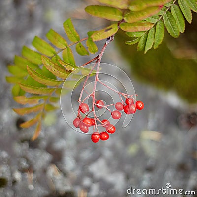 Fruits Of Wild Red Mountain Ash Stock Photo | CartoonDealer.com #16753104