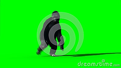 Fun Dancing Gorilla. Realistic Fur. Green Screen Animation. Stock ...