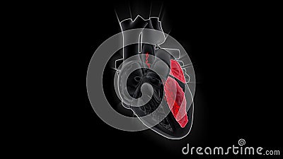 Function of Left Atrium and Left Ventricle of Human Heart Stock Footage ...