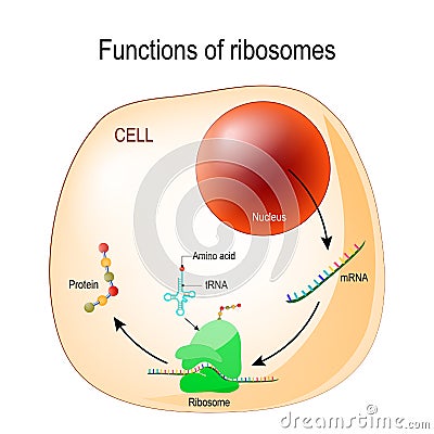 Function Of Ribosomes Cartoon Vector | CartoonDealer.com #138432885