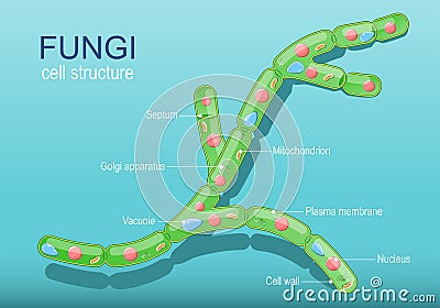 Fungi Cell Structure Vector Illustration | CartoonDealer.com #306021894