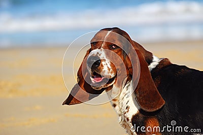 Funny Basset Hound Dog Portrait Royalty Free Stock Image - Image: 20303196