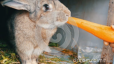 Funny Very Big Gray Rabbit Chewing or Eats Carrots. Easter Concept ...