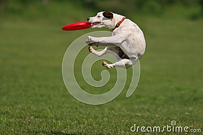 Funny Catching Royalty Free Stock Photos - Image: 4962268