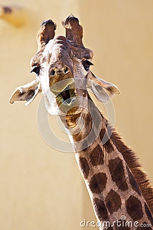 Funny Giraffe Royalty Free Stock Image - Image: 13425176