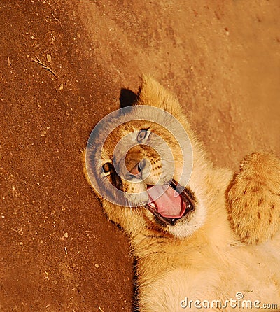 Funny Lion Cub Stock Photos - Image: 6797293