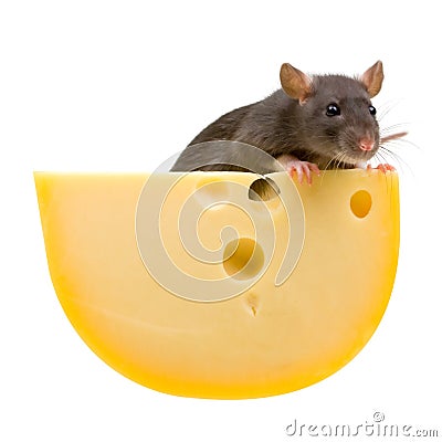 Funny Rat And Cheese Isolated On White Stock Photography - Image: 9474452