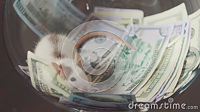 Funny a Rat with a Lot of Money, but without Freedom. Stock Video ...