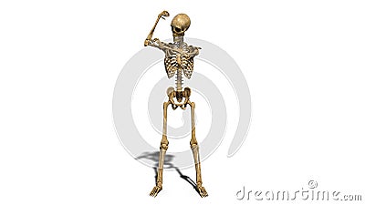 Funny Skeleton Flexing Arm Muscles, Human Skeleton Isolated On White ...