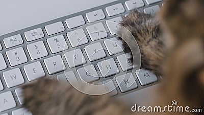 Tabby Cat is Typing Text on a Computer Keyboard Stock Footage - Video ...
