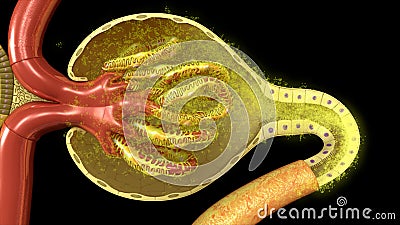 Funzionamento di nefrone stock footage. Video di ormoni - 82159464