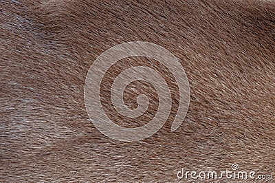 Fur Structure Royalty-Free Stock Image | CartoonDealer.com #46674388
