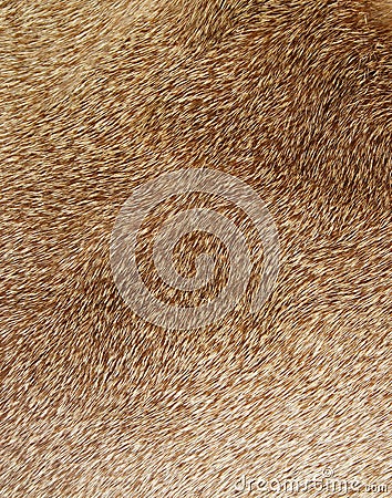 Fur Texture Stock Photo - Image: 1854540