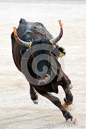 Furious Bull Royalty Free Stock Photo - Image: 16291415