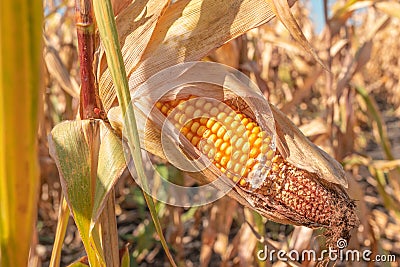 Fusarium Corn Ear Rot Damage. Most Common Maize Disease Stock Image ...