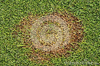 Fusarium Patch Michrodochium Nivale. Stock Image - Image: 21659411