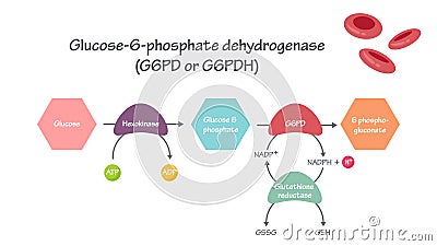G6PD Glucose-6-Phosphate Dehydrogenase Pathway Vector Illustration ...