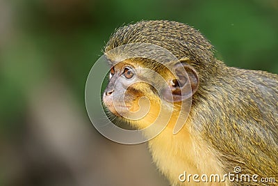 The Gabon Talapoin (Miopithecus Ogouensis) Royalty-Free Stock ...