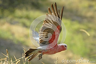 Gala - Bird Stock Image - Image: 4207761