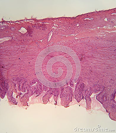 Gall Bladder, Microscopic Cross Section Stock Photography ...