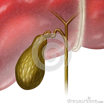 Gallbadder Stock Illustration - Image: 42047314