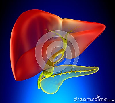 Gallbladder Cross Section Real Human Anatomy - On Blue Background ...