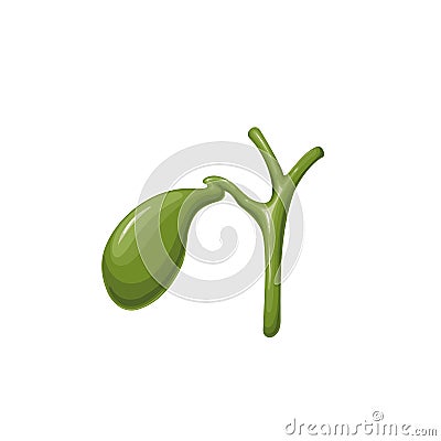 Gallbladder, Human Digestive System For Anatomy Study, Internal Organ ...