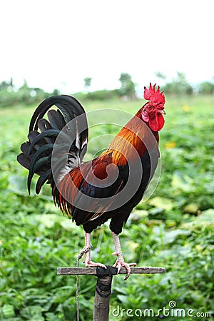 Gallo Rosso Fotografia Stock Libera da Diritti - Immagine: 8212557