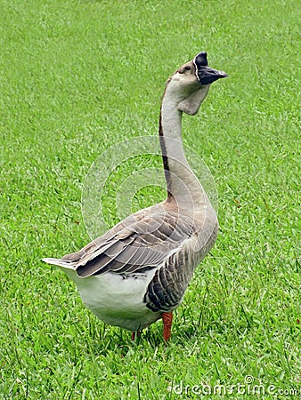 Gander Stock Photo - Image: 6177460