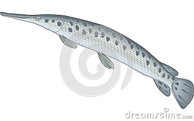 Gar Fish Illustration | CartoonDealer.com #133967554
