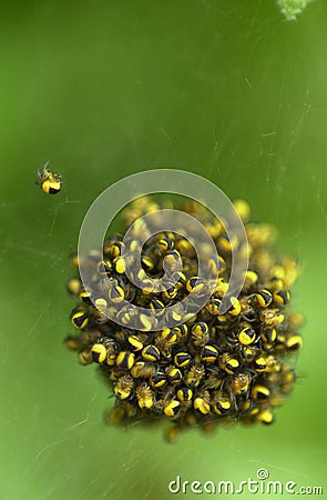 Garden Spiders Royalty Free Stock Photos - Image: 6353128