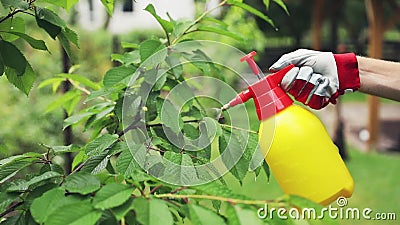 Gardener Spraying Cherry Tree Against Pests and Diseases Stock Footage ...