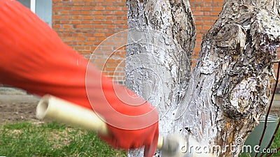 Gardener Whitewash Tree Trunk with Lime Material in the Backyard. Stock ...