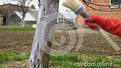 Gardener Whitewash Tree Trunk with Lime Material in the Backyard. Stock ...