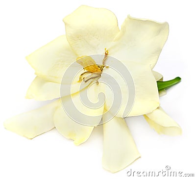 Gardenia Or Gondhoraj Flower Royalty Free Stock Image - Image: 26417236