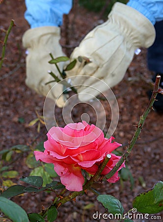 Gardening At A Rose Bush Royalty Free Stock Images - Image: 8686359