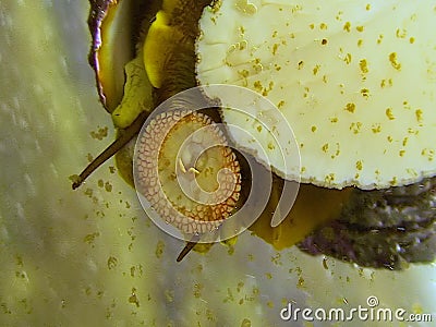 A Gastropod Mollusc Eats an Oral Radula Fouling on Glass in a Marine ...